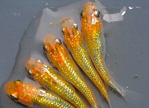 Medaka Fish Farm - Gespecialiseerd Medaka Visvoer voor Japanse Rijstvissen